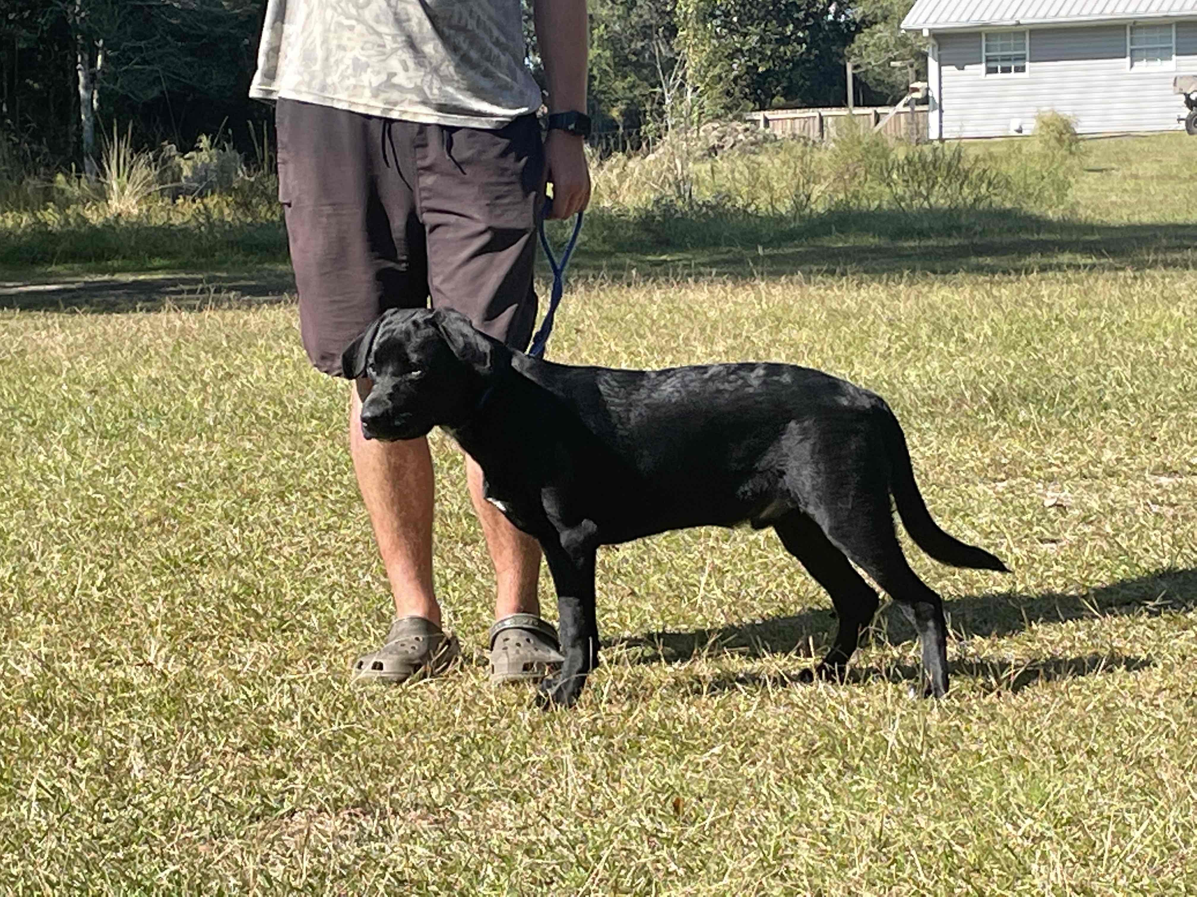 Dax - Ace's Dog Academy