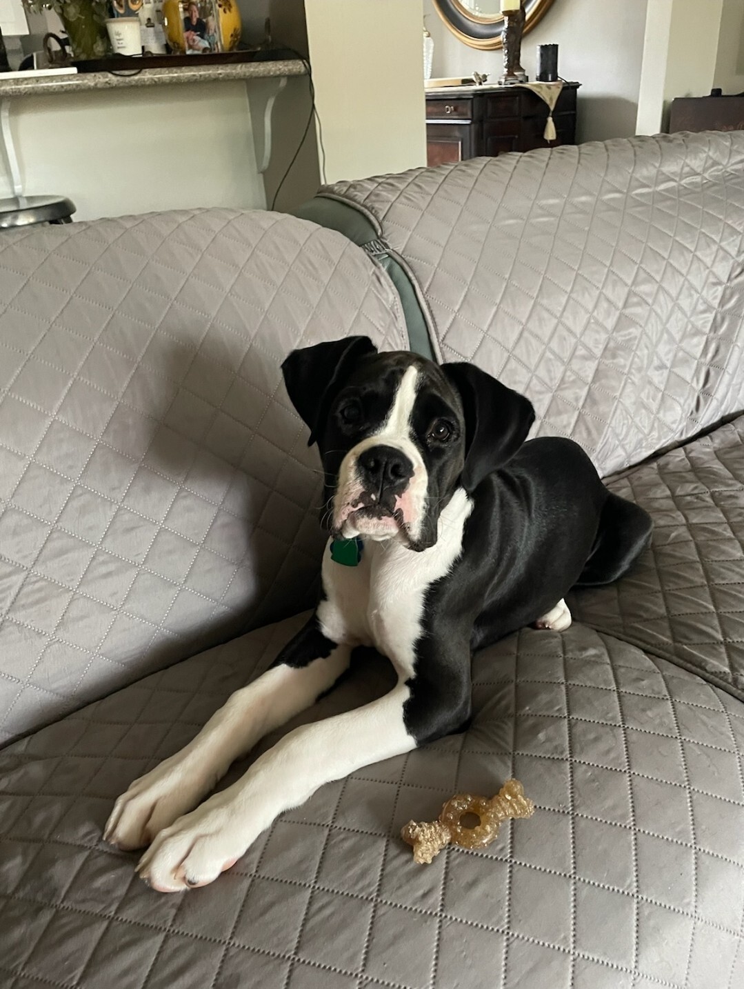 bogey - Ace's Dog Academy