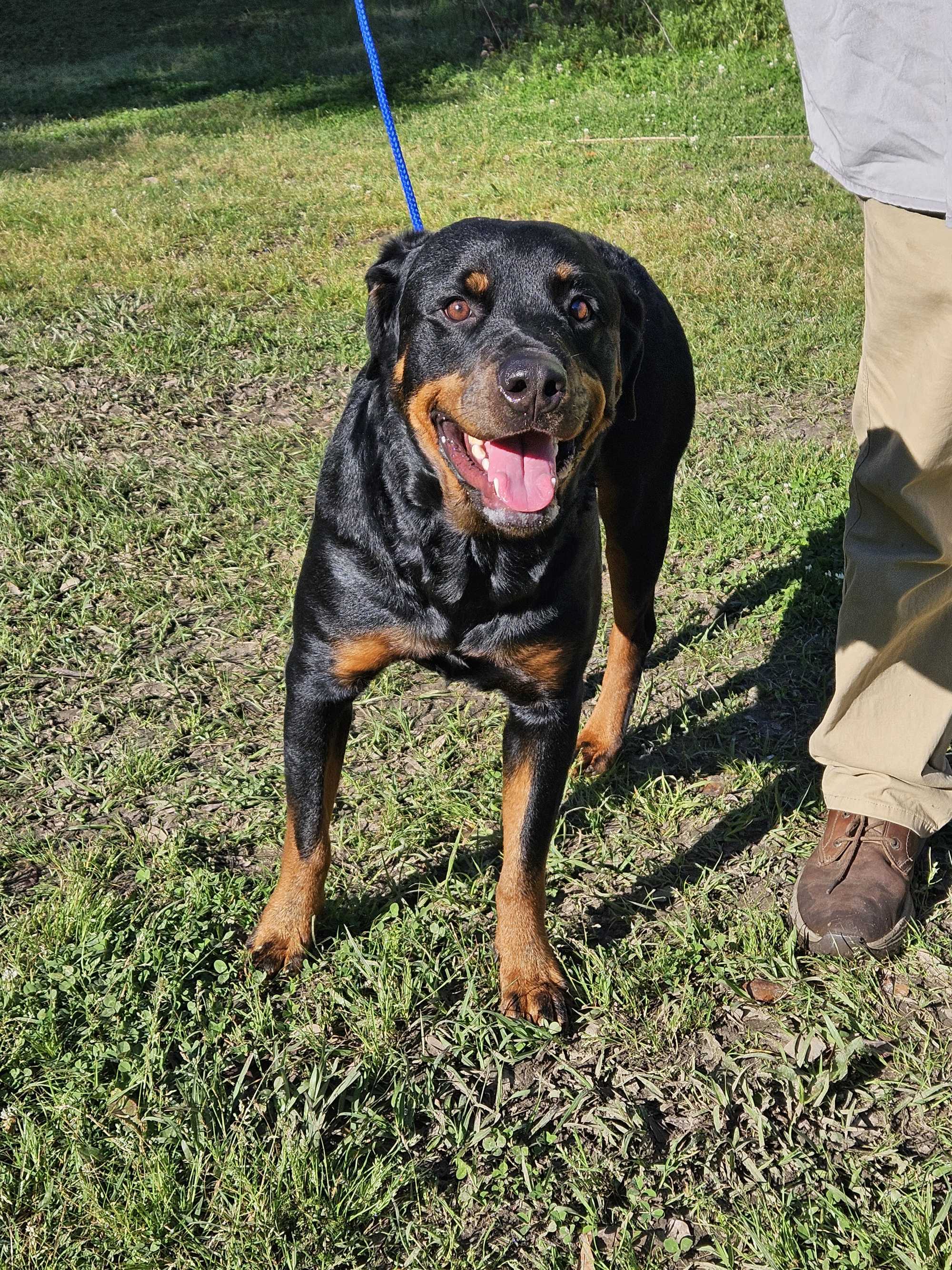 Apollo Witter – Ace's Dog Academy