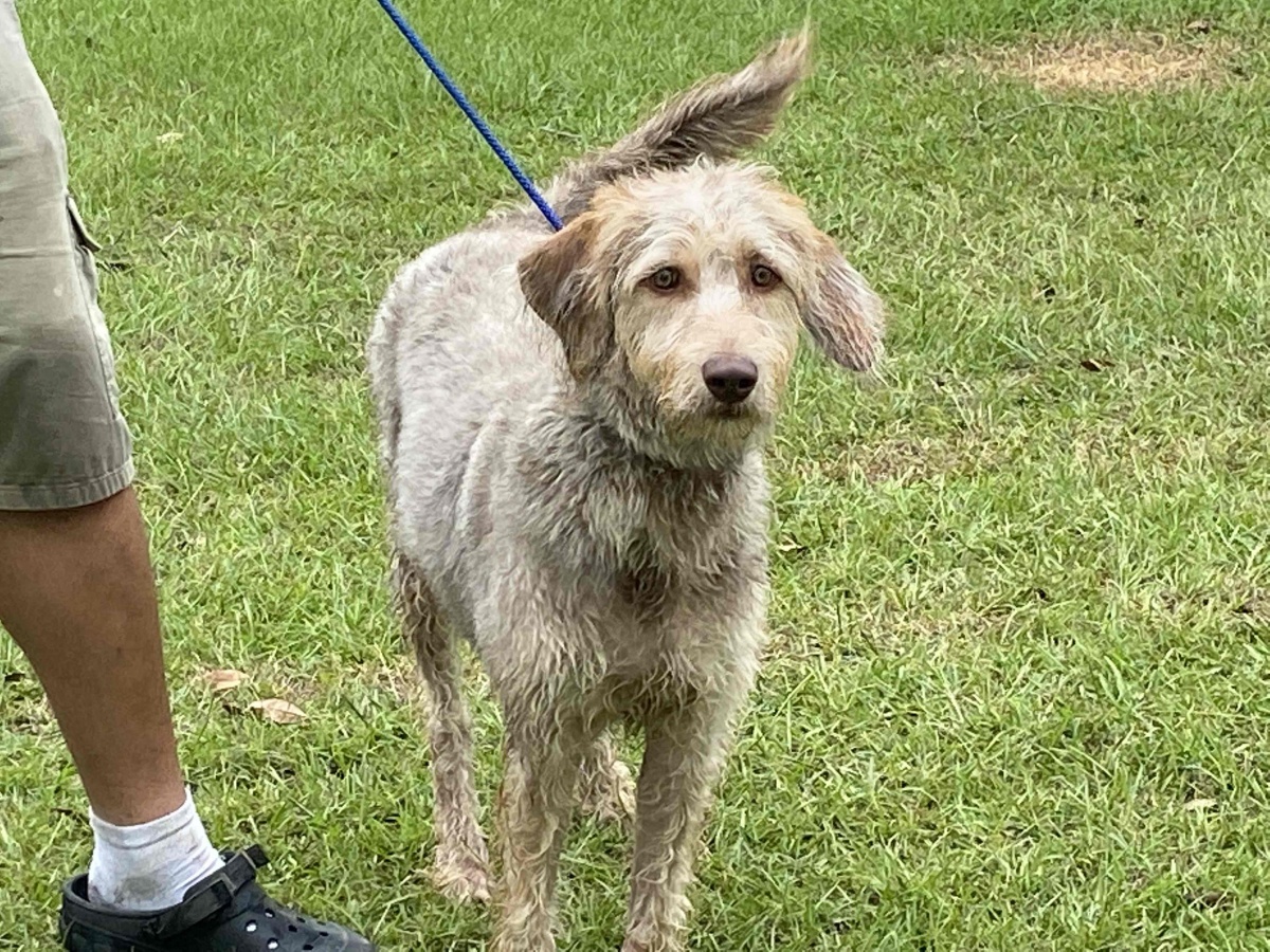 Beaux – Ace's Dog Academy